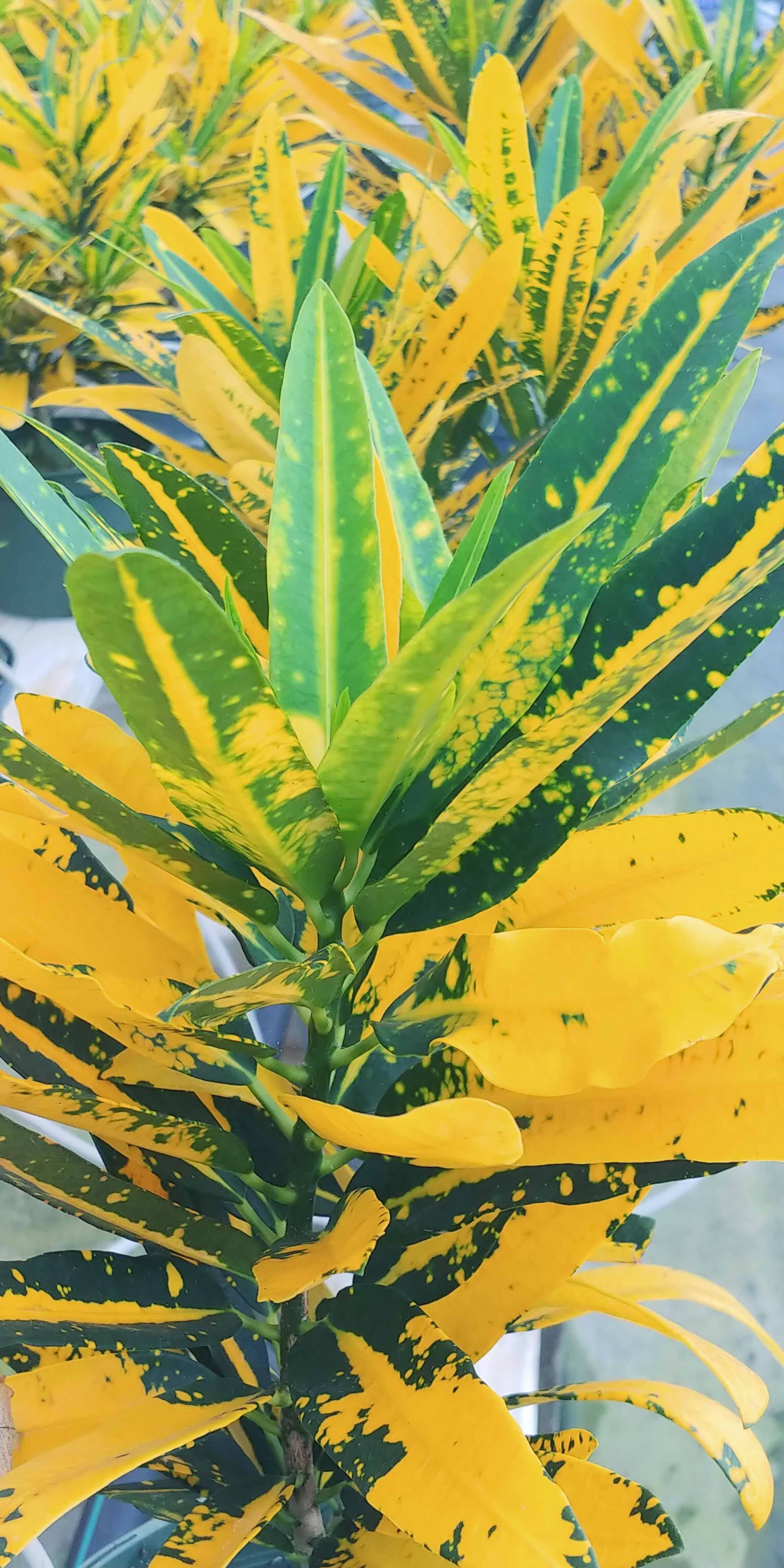 Landscaping Plants | Waimanalo, HI | Big Rock Garden
