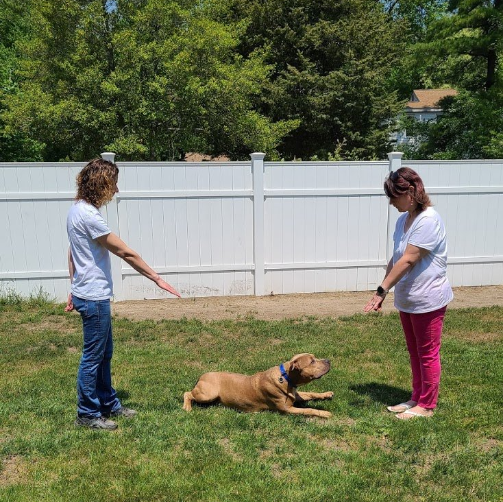 Level 1 Dog Obedience Training | Basic Dog Training | Dartmouth MA