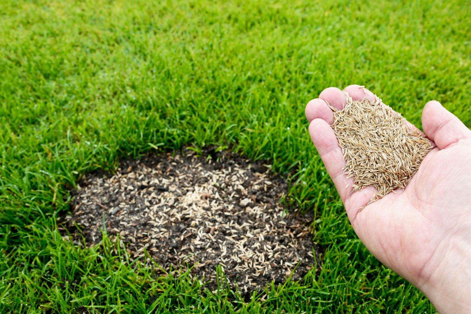 Lawn Seeding Service | Mount Airy, NC