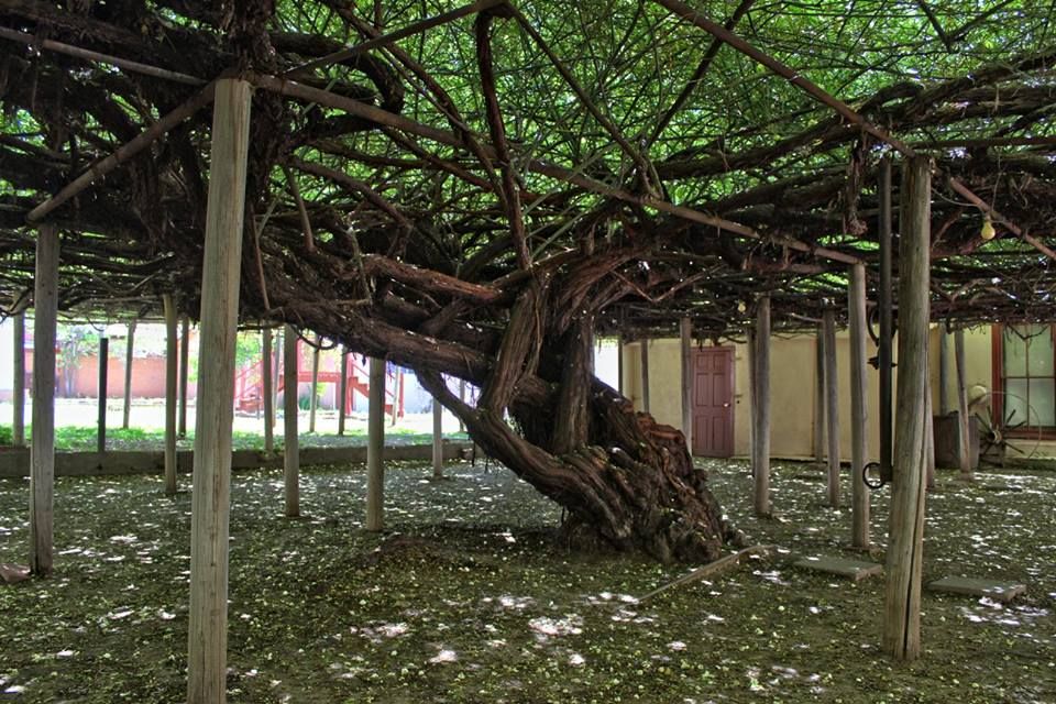World’s Largest Rose Tree: world record in Tombstone, Arizona