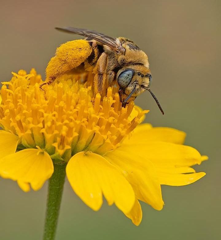 World's highest concentration of bee species: The San Bernardino Valley ...