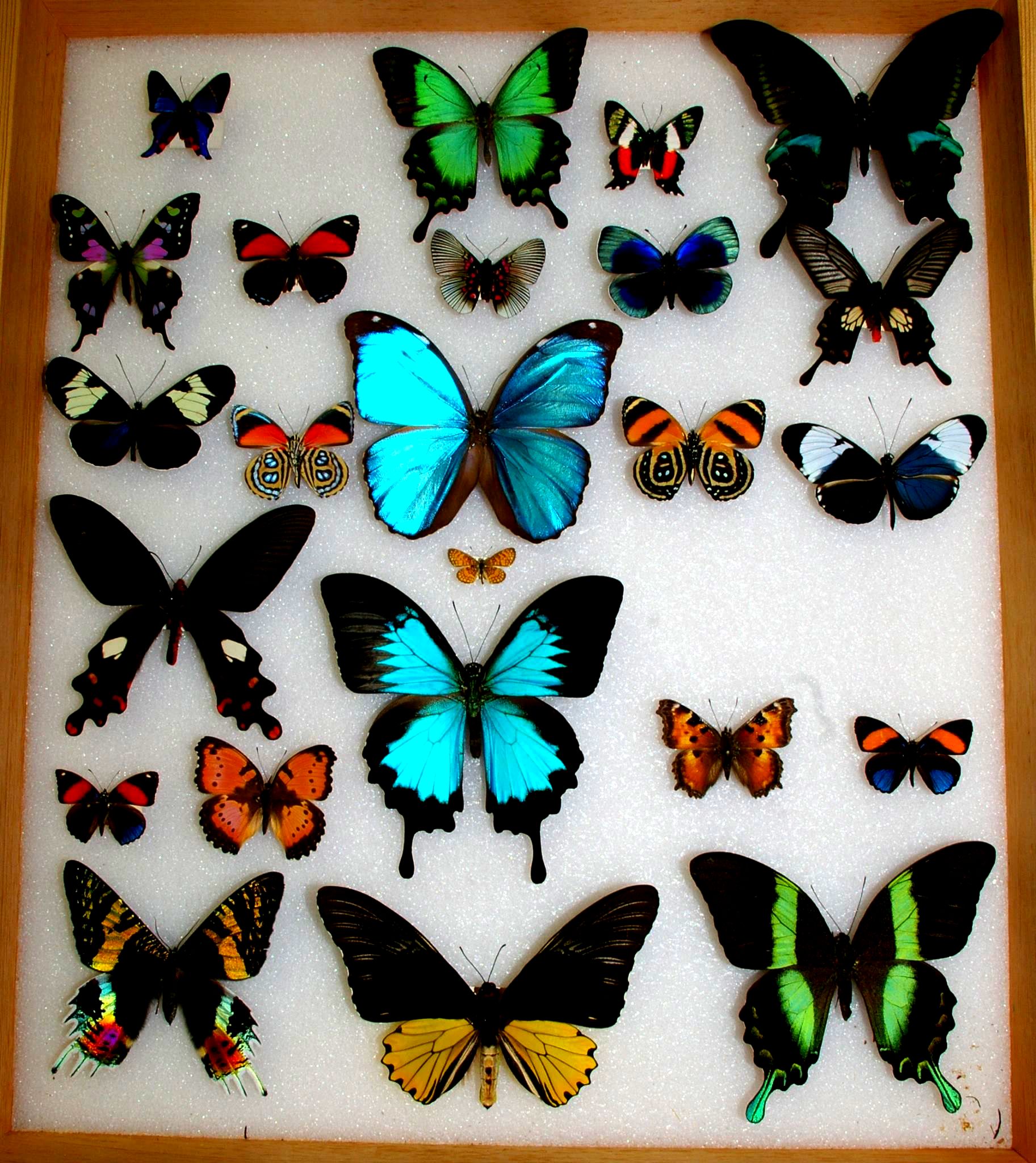 World’s Largest Beetle Statue: world record in Colorado Springs, Colorado