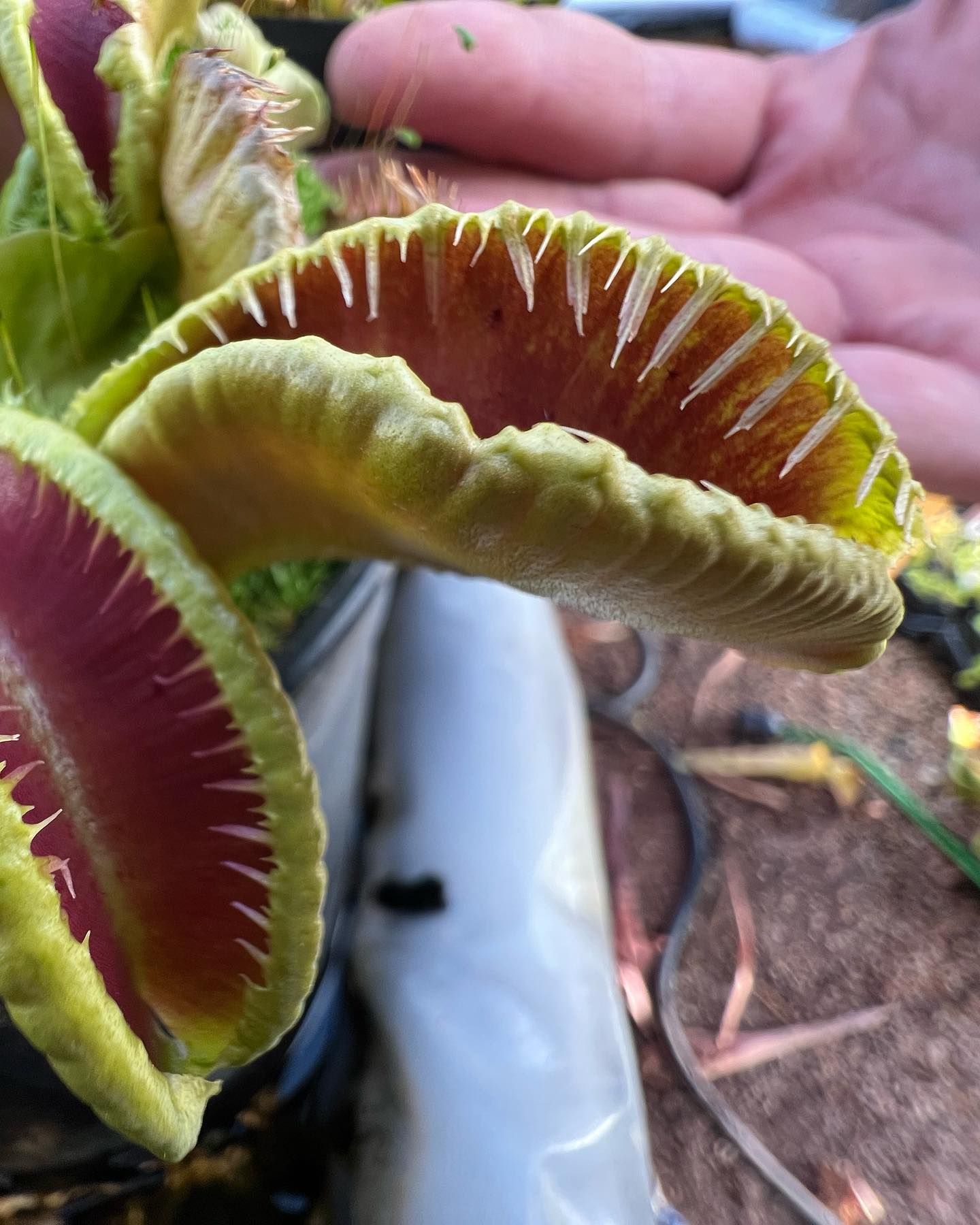 World's Largest Venus Flytrap: world record in Colorado Springs, Colorado