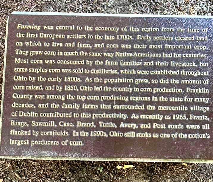 World's Largest Field Of Corn Cobs Sculptures: world record in Dublin, Ohio