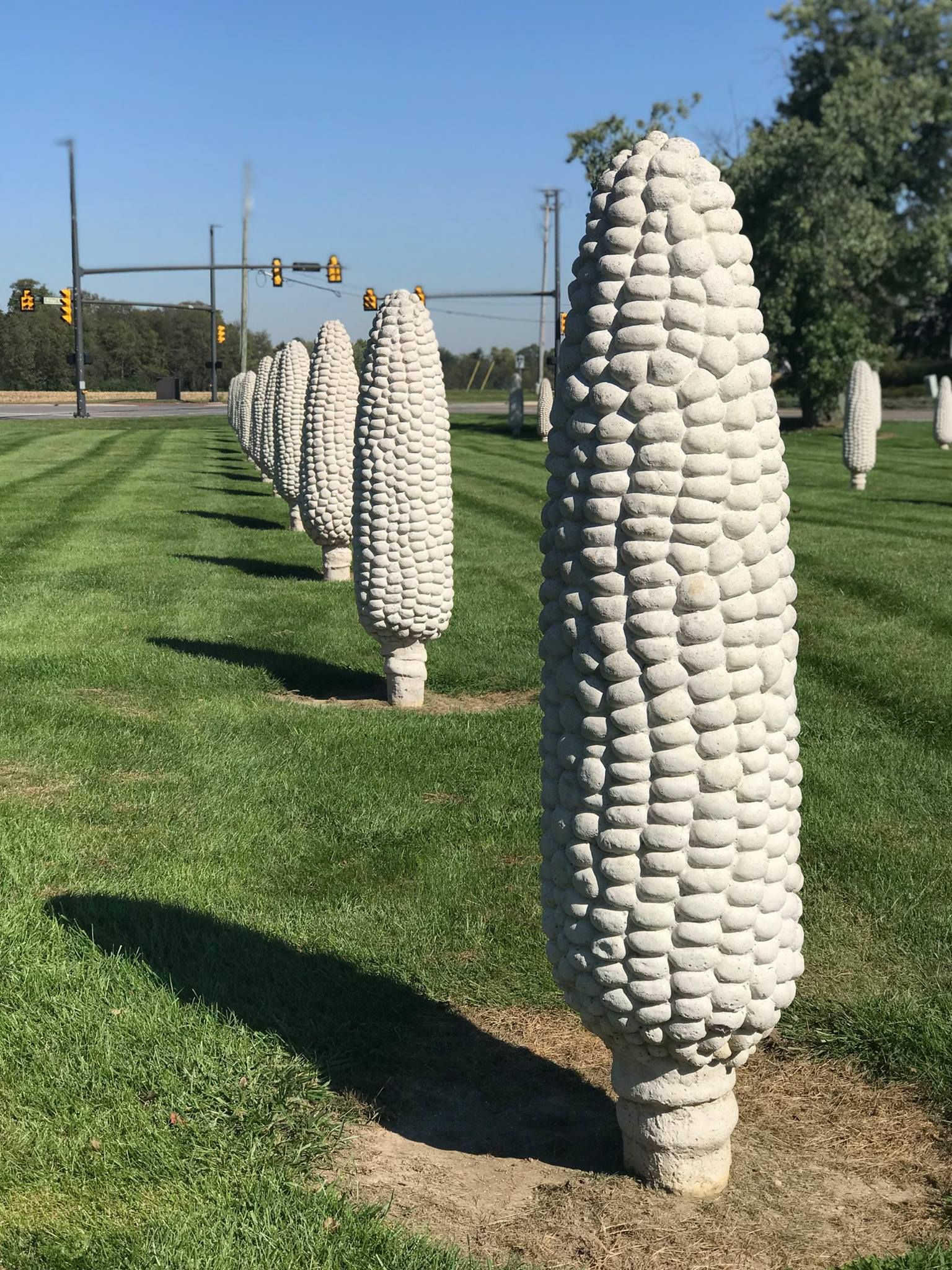 World's Largest Field Of Corn Cobs Sculptures: world record in Dublin, Ohio