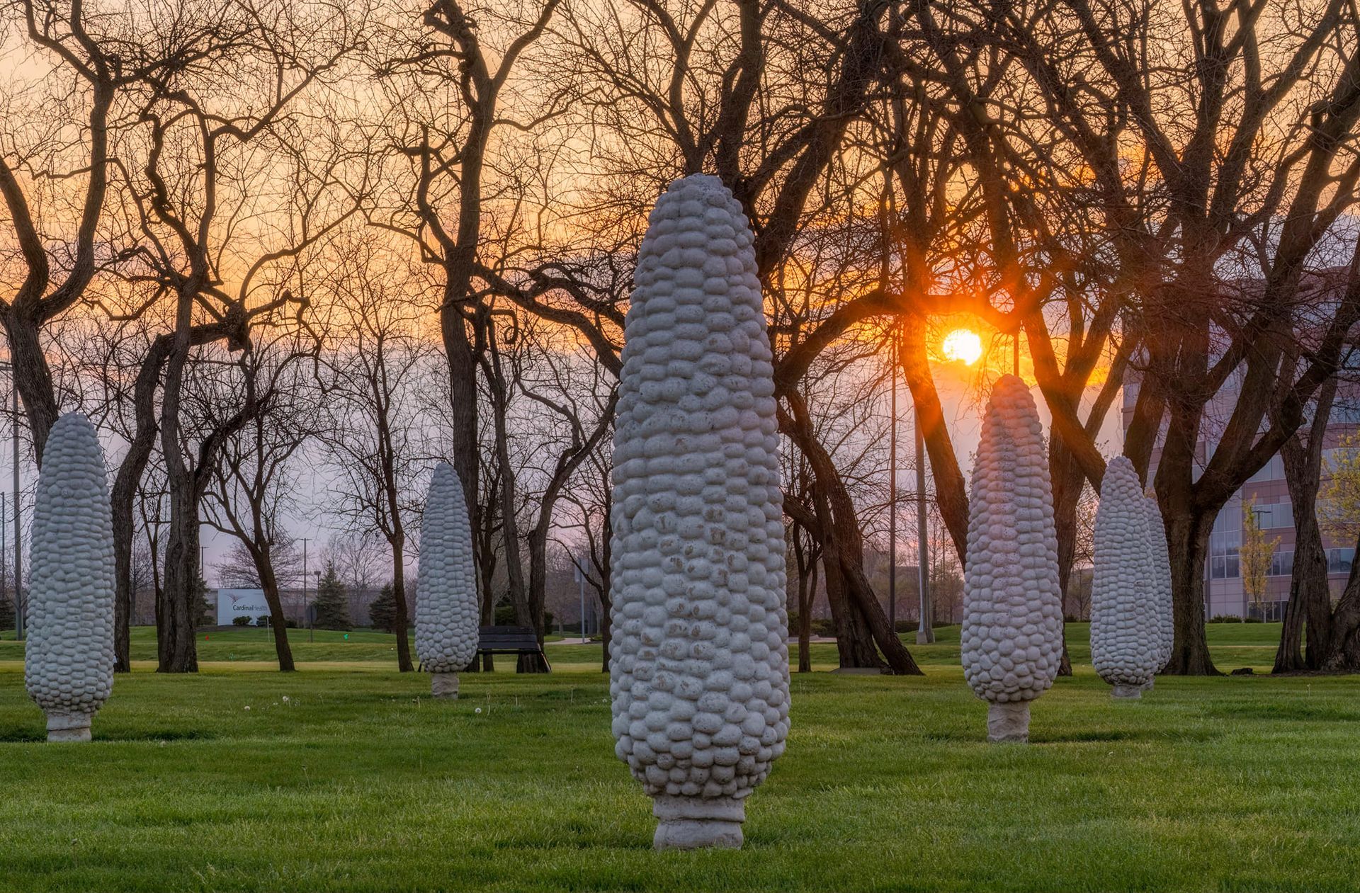 World's Largest Field Of Corn Cobs Sculptures: world record in Dublin, Ohio