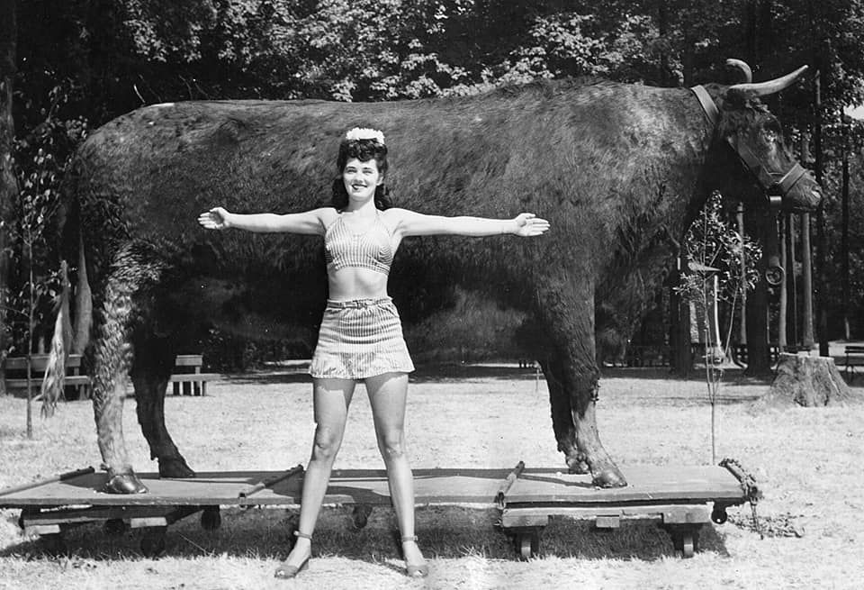 World's Largest Preserved Steer: world record in Kokomo, Indiana
