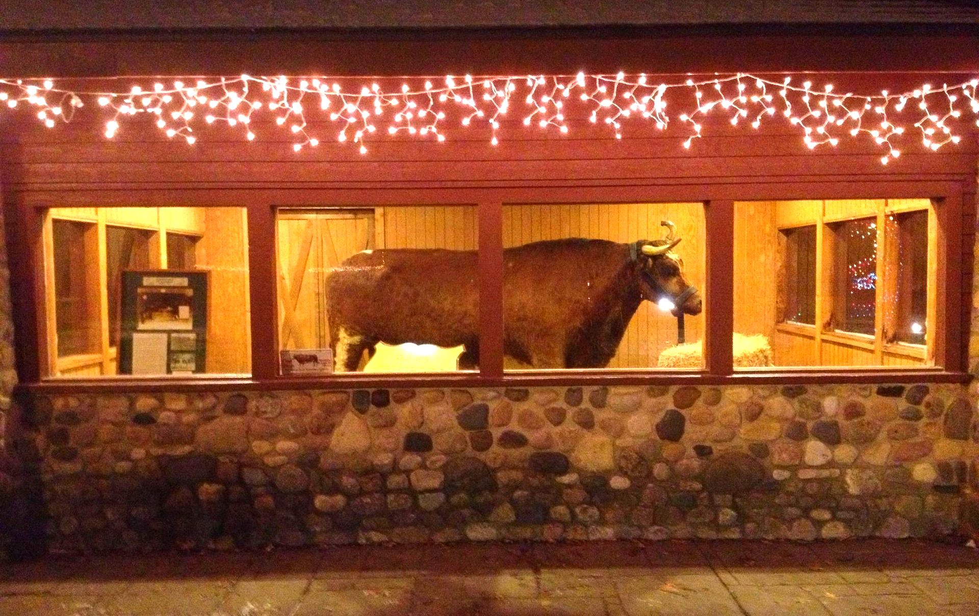 World's Largest Preserved Steer: world record in Kokomo, Indiana