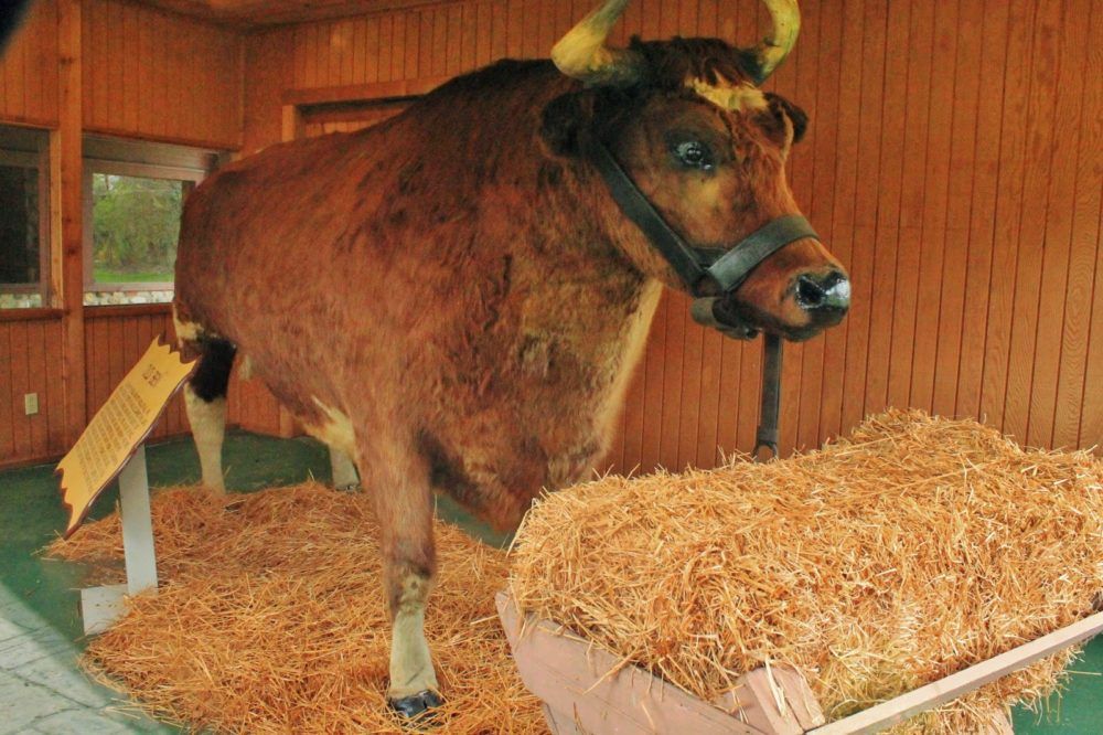 World's Largest Preserved Steer: world record in Kokomo, Indiana