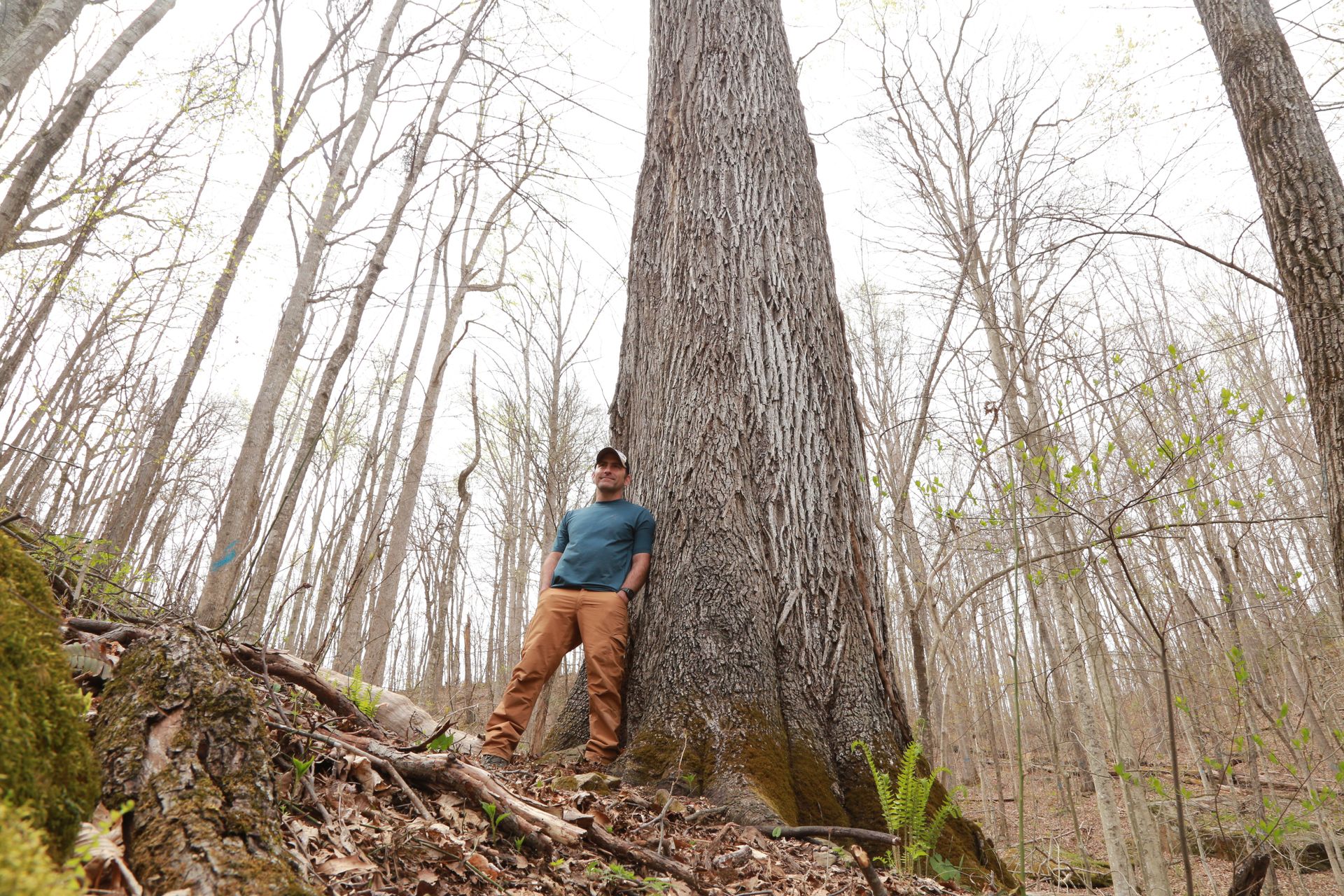 World's Largest Red Hickory Tree: world record in Clay County, Kentucky