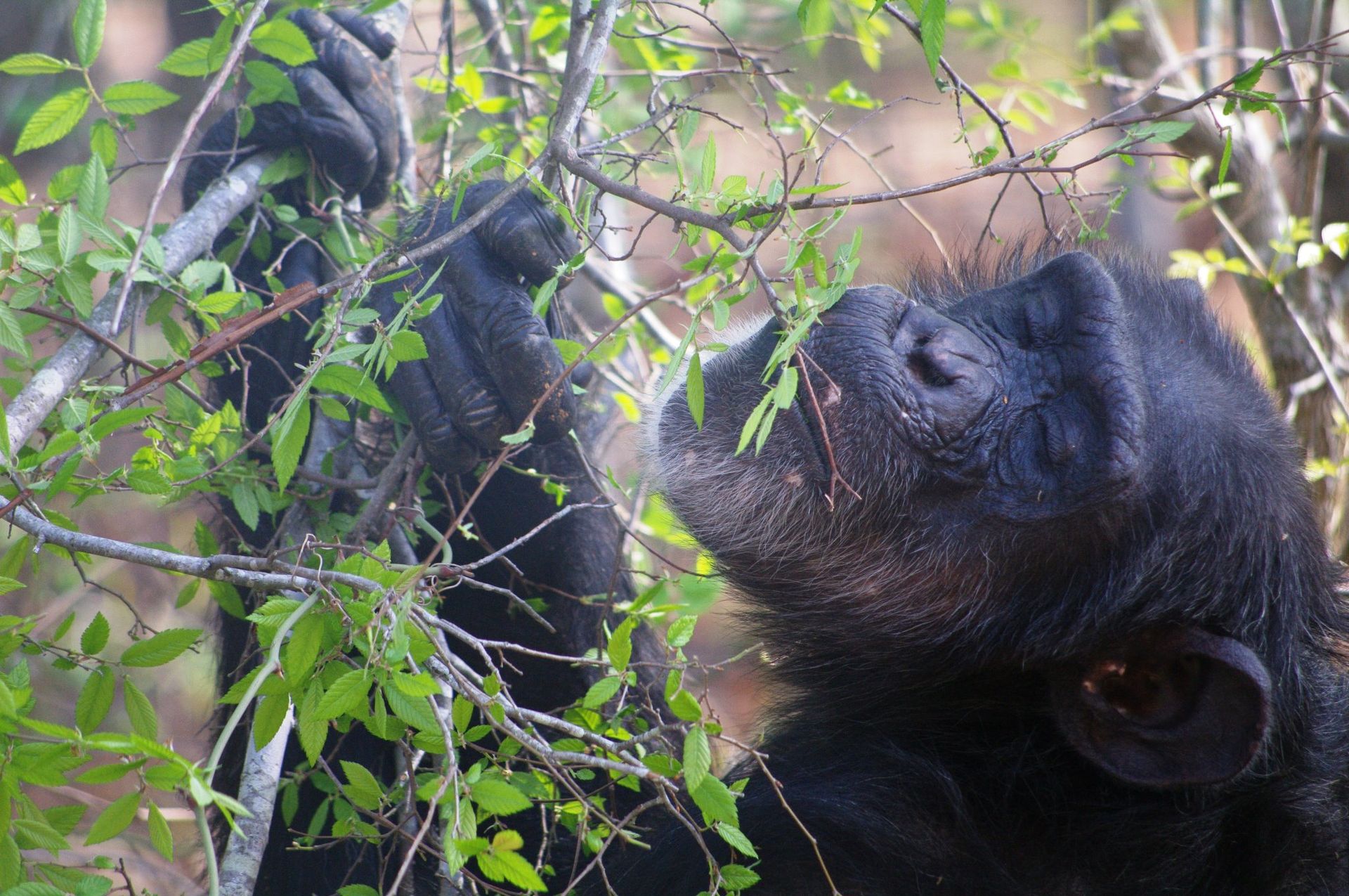 World's Largest Chimpanzee Sanctuary: world record in Keithville, Louisiana