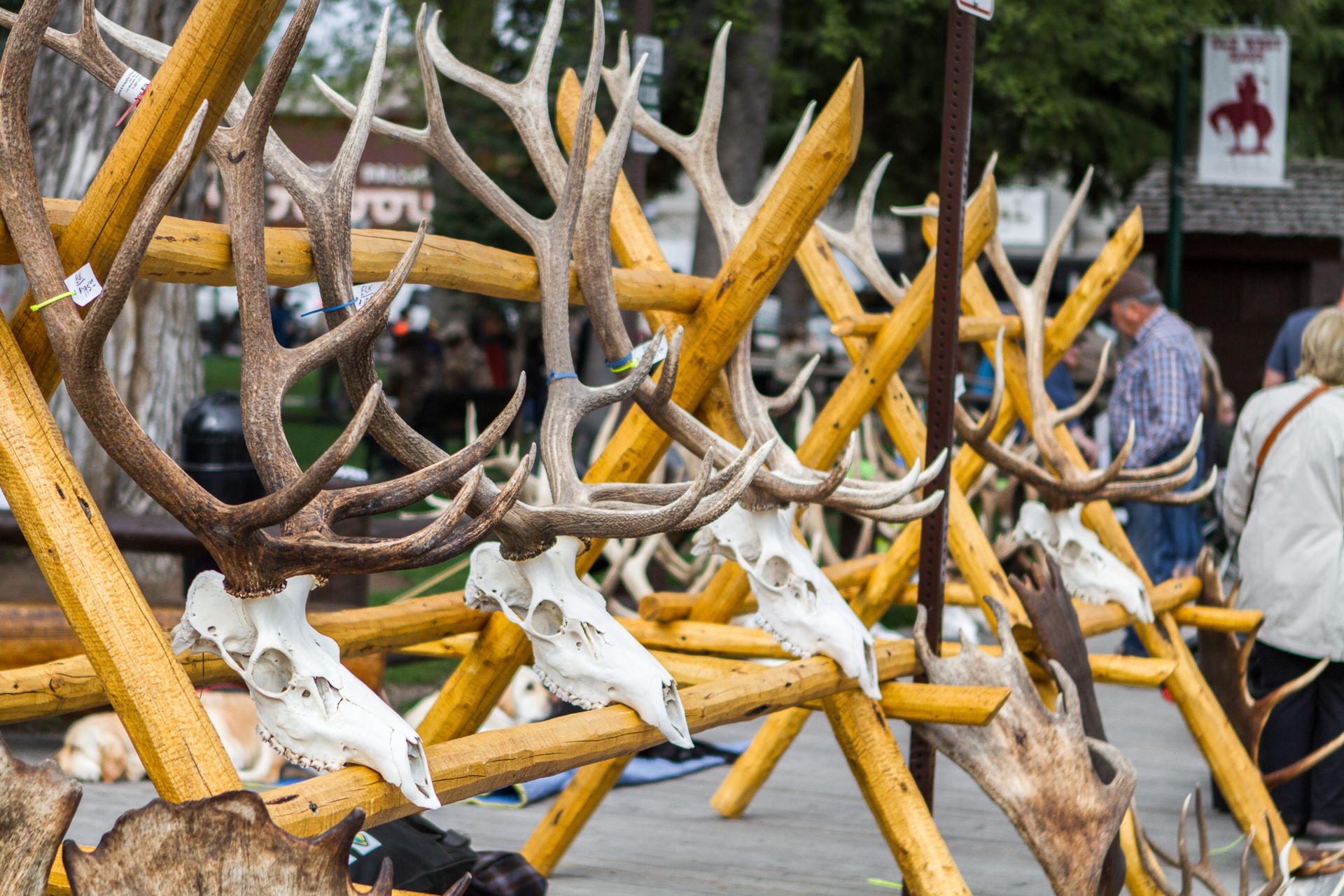 World's largest elk antler auction, world record in Jackson Hole, Wyoming