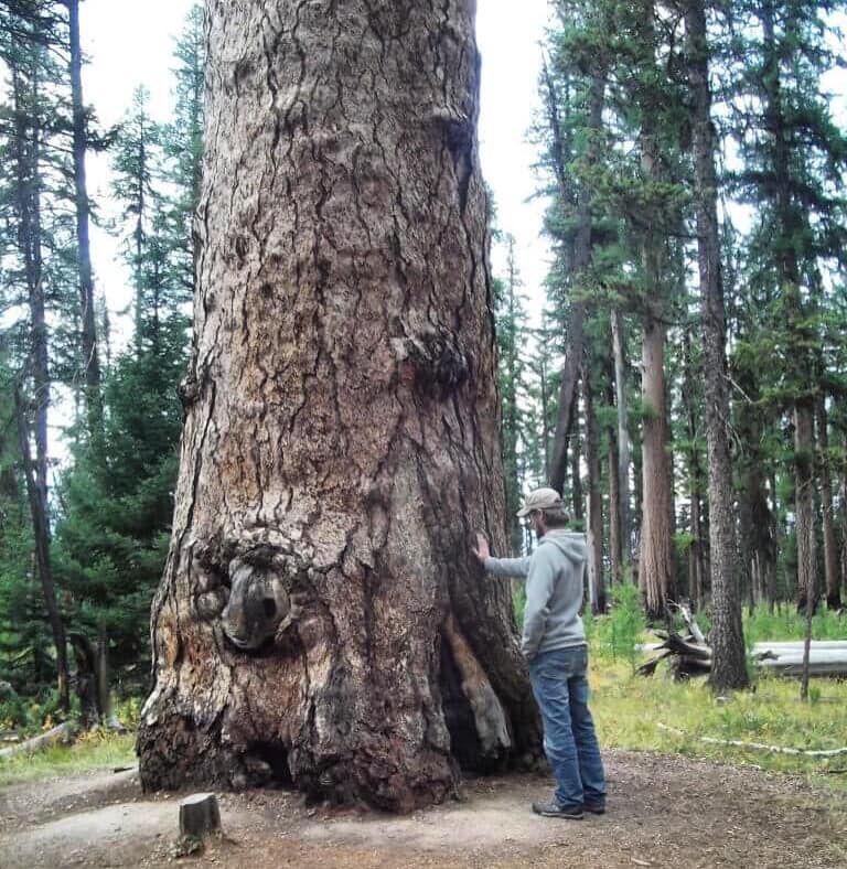 World's Largest Larch Tree, world record near Seeley Lake, Montana
