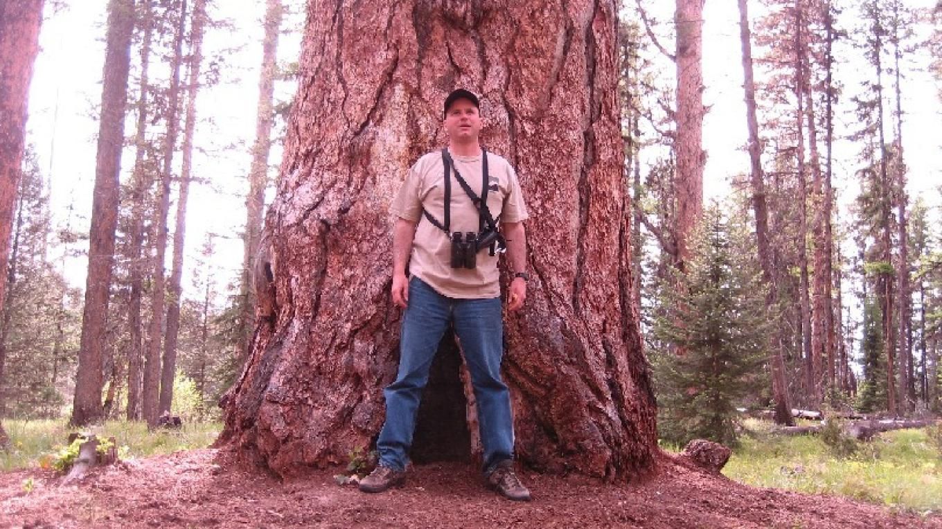 World's Largest Larch Tree, world record near Seeley Lake, Montana