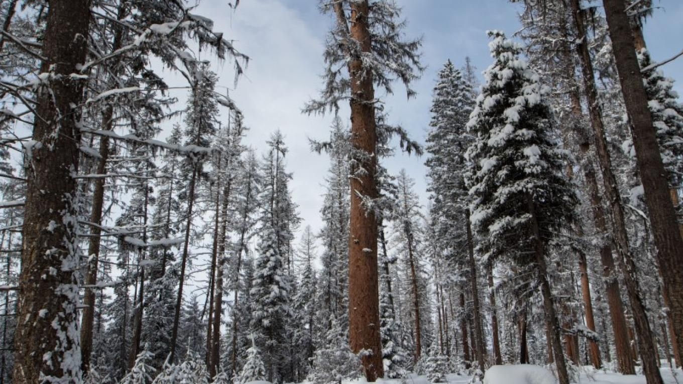 World's Largest Larch Tree, world record near Seeley Lake, Montana
