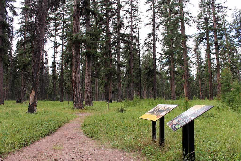 World's Largest Larch Tree, world record near Seeley Lake, Montana