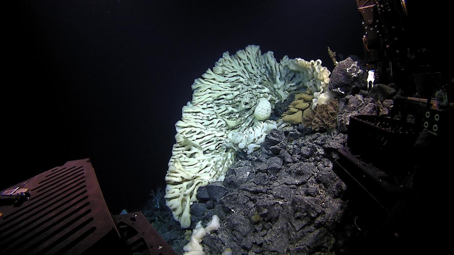 World’s Largest Sea Sponge, world record in Hawaii