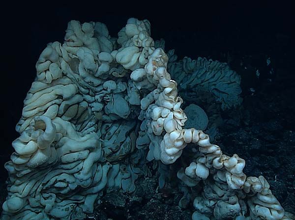 World’s Largest Sea Sponge, world record in Hawaii