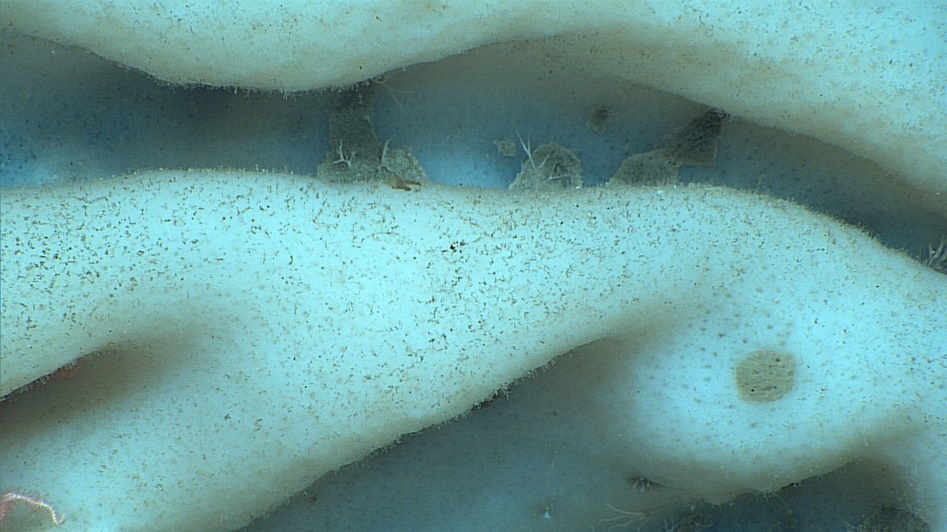 World’s Largest Sea Sponge, world record in Hawaii