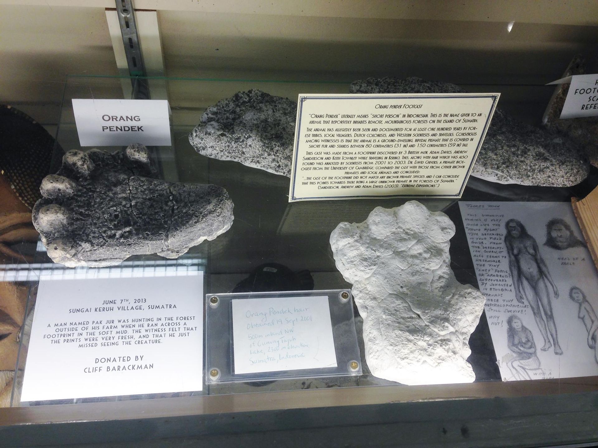 World's First Cryptozoology Museum, world record in Portland, Maine