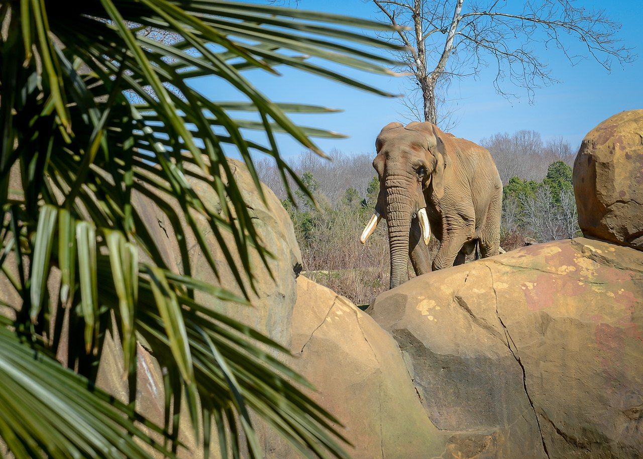 World's Largest Natural Habitat Zoo, world record in Asheboro, North ...
