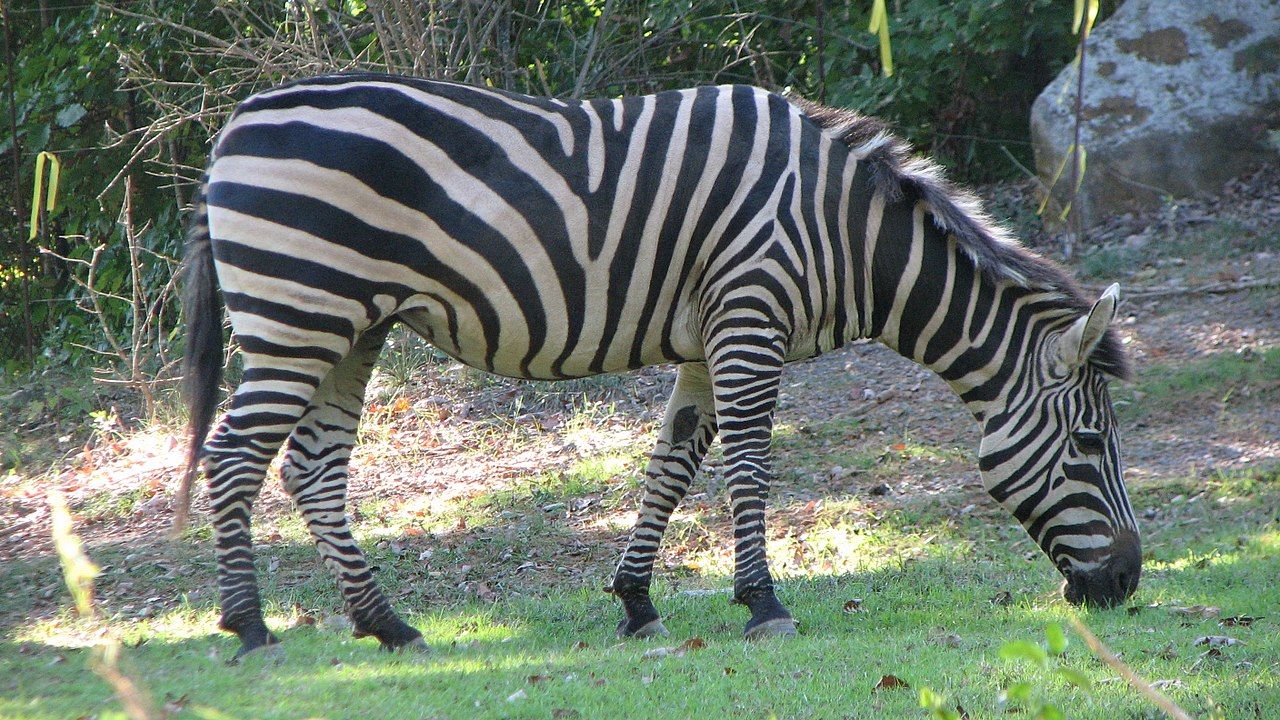 World's Largest Natural Habitat Zoo, world record in Asheboro, North ...