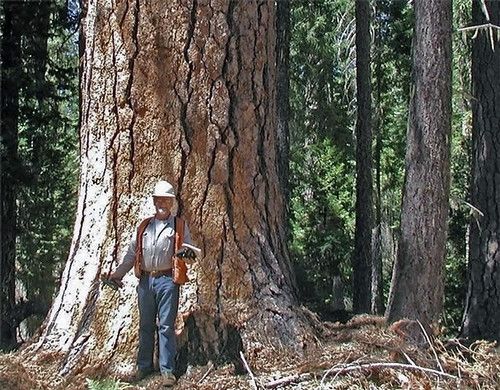 World’s Tallest Living Pine Tree, world record in the Rogue River ...