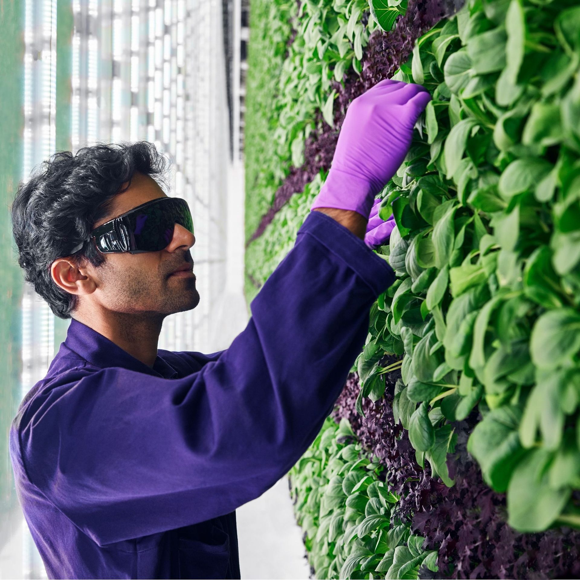 World's Largest Indoor Vertical Farming Campus, world record near ...