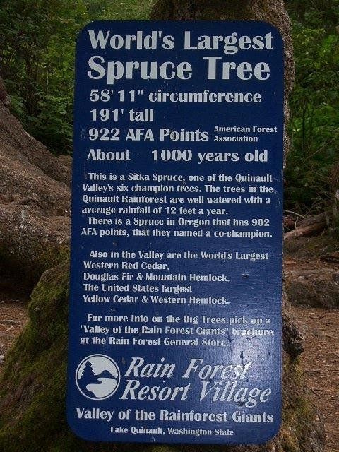 World's Largest Sitka Spruce, world record in Quinault, Washington