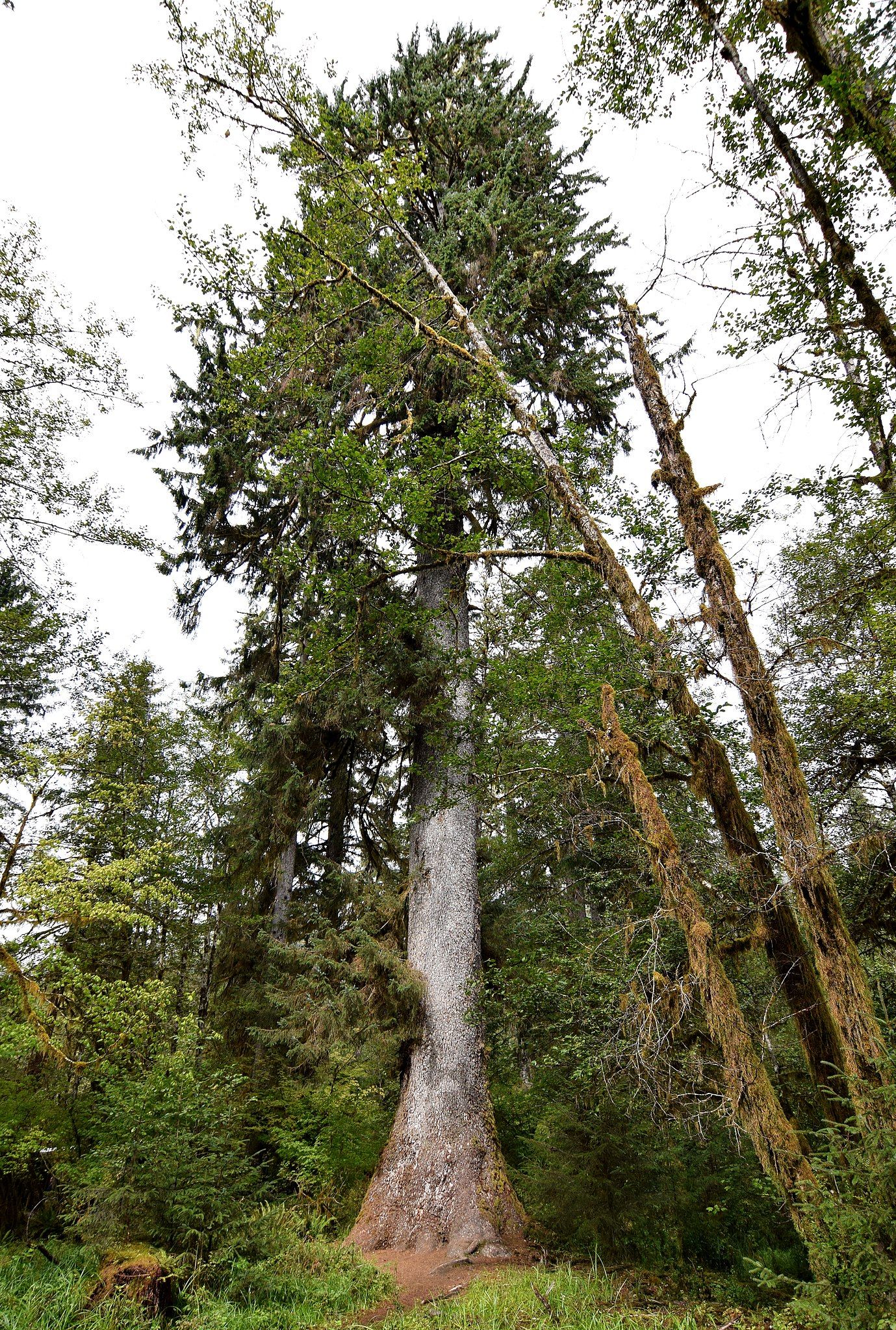 World's Largest Sitka Spruce, world record in Quinault, Washington