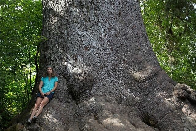 World's Largest Sitka Spruce, world record in Quinault, Washington