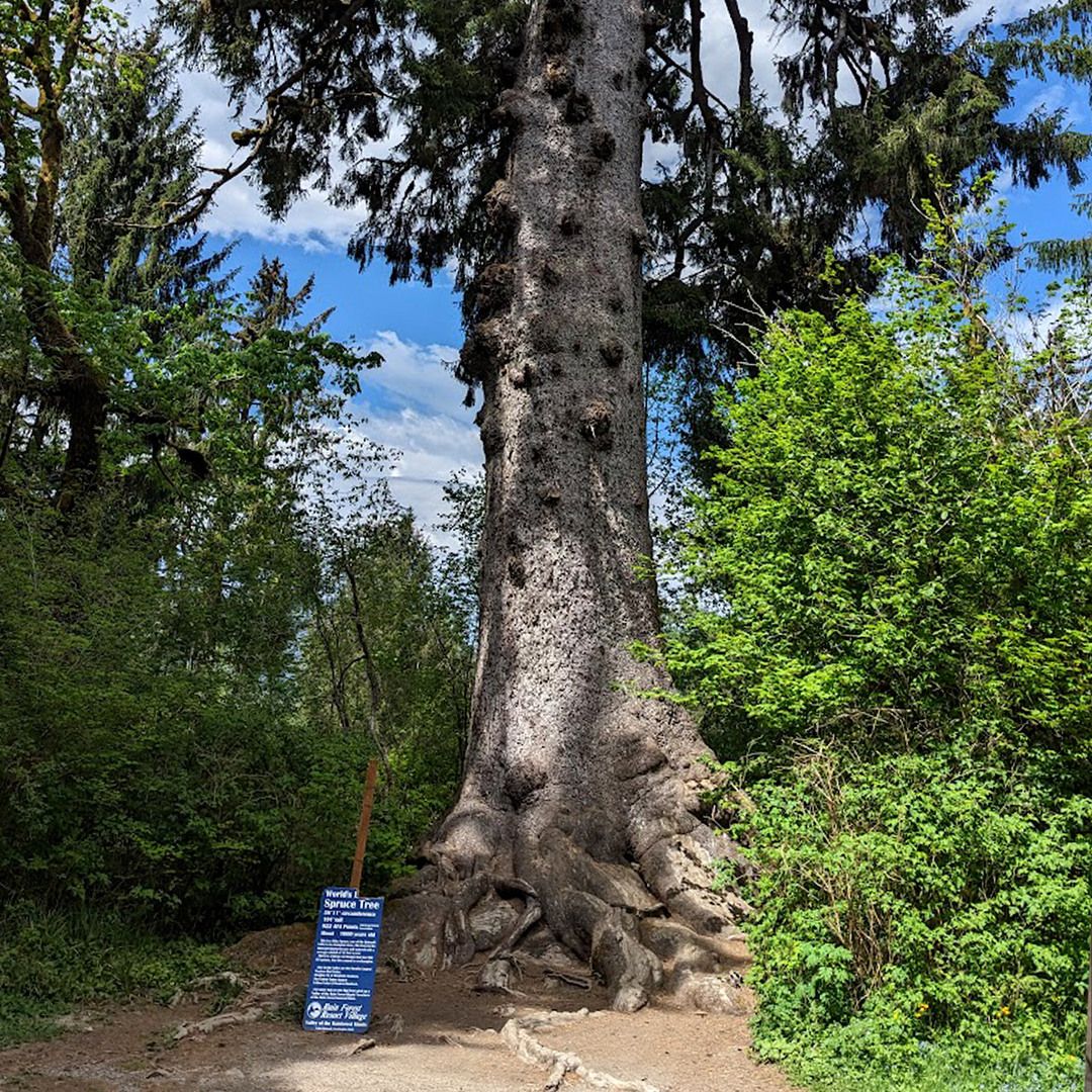 World's Largest Sitka Spruce, world record in Quinault, Washington