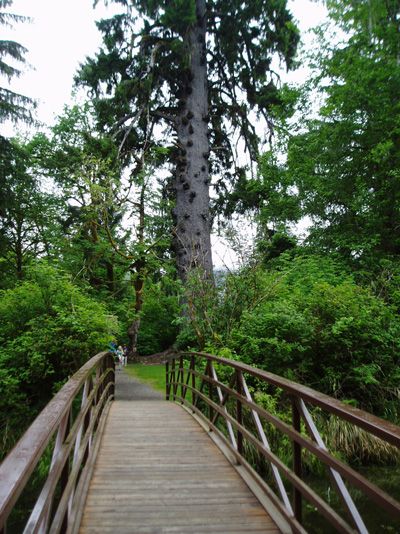 World's Largest Sitka Spruce, world record in Quinault, Washington