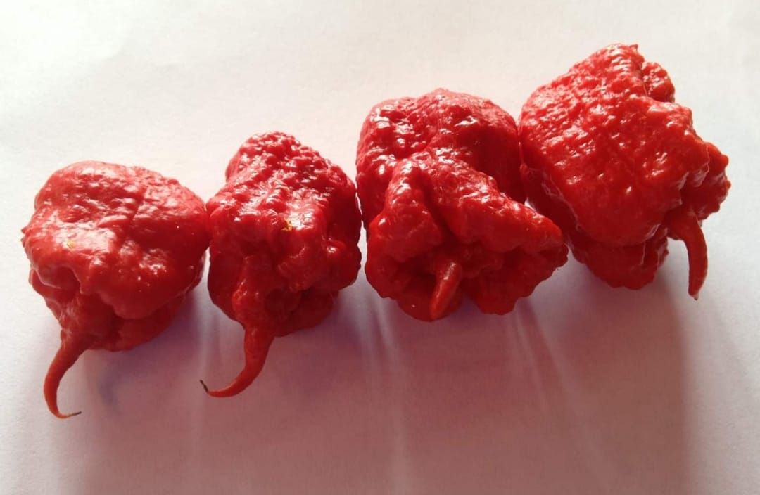 World's Hottest Chili Pepper, world record in Fort Mill, South Carolina