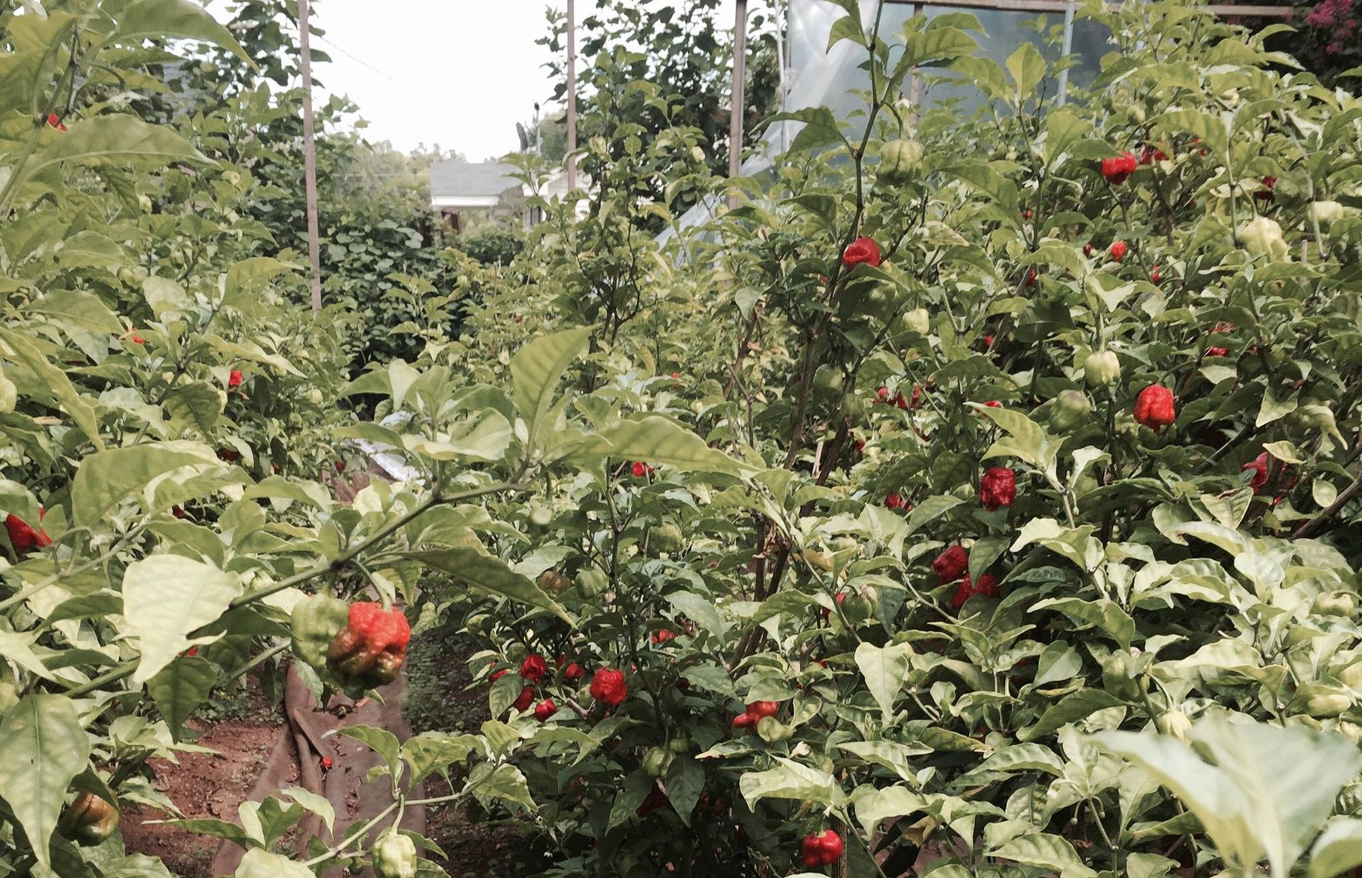 World's Hottest Chili Pepper, world record in Fort Mill, South Carolina