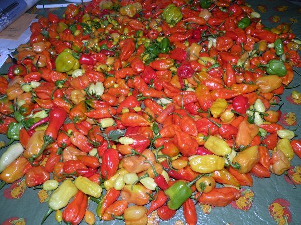 World's Hottest Chili Pepper, world record in Fort Mill, South Carolina