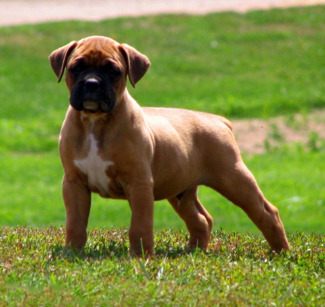 Cachorros Boxer en Venta | Boxers.mx Mexico