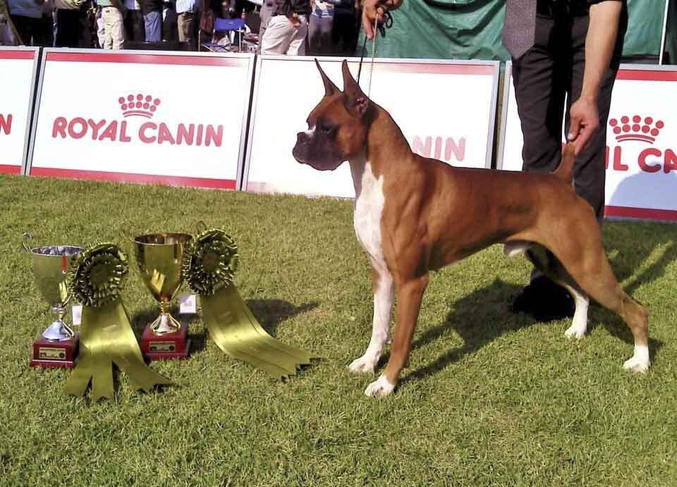 Cachorros boxer con pedigree | Criadero Boxers.mx