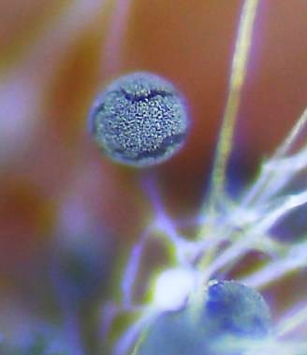 Microbial Sampling Analysis Australia Atmos Health And Hygiene