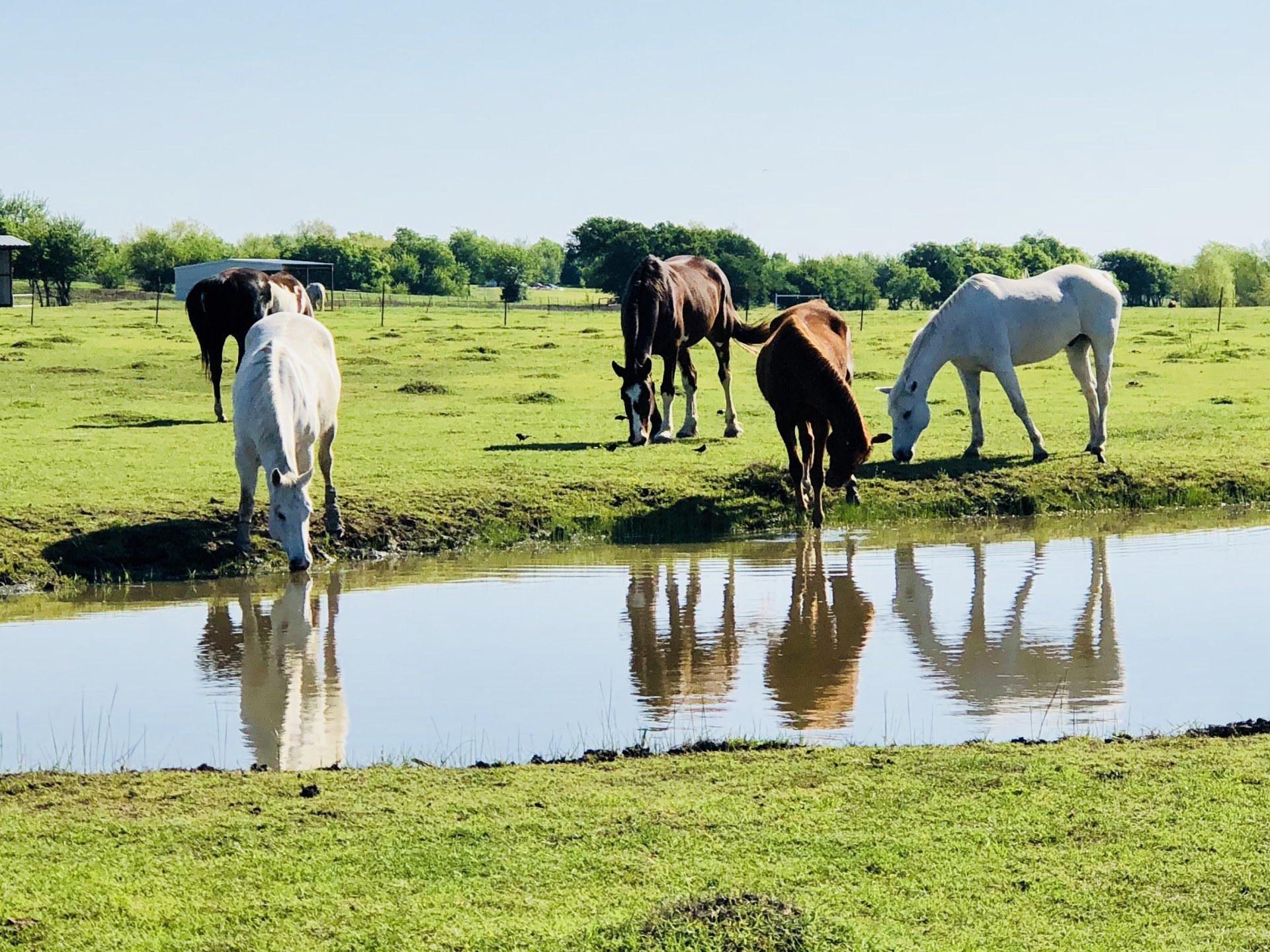 Horse Rescue & Rehoming | Windy Hill Equine Rescue