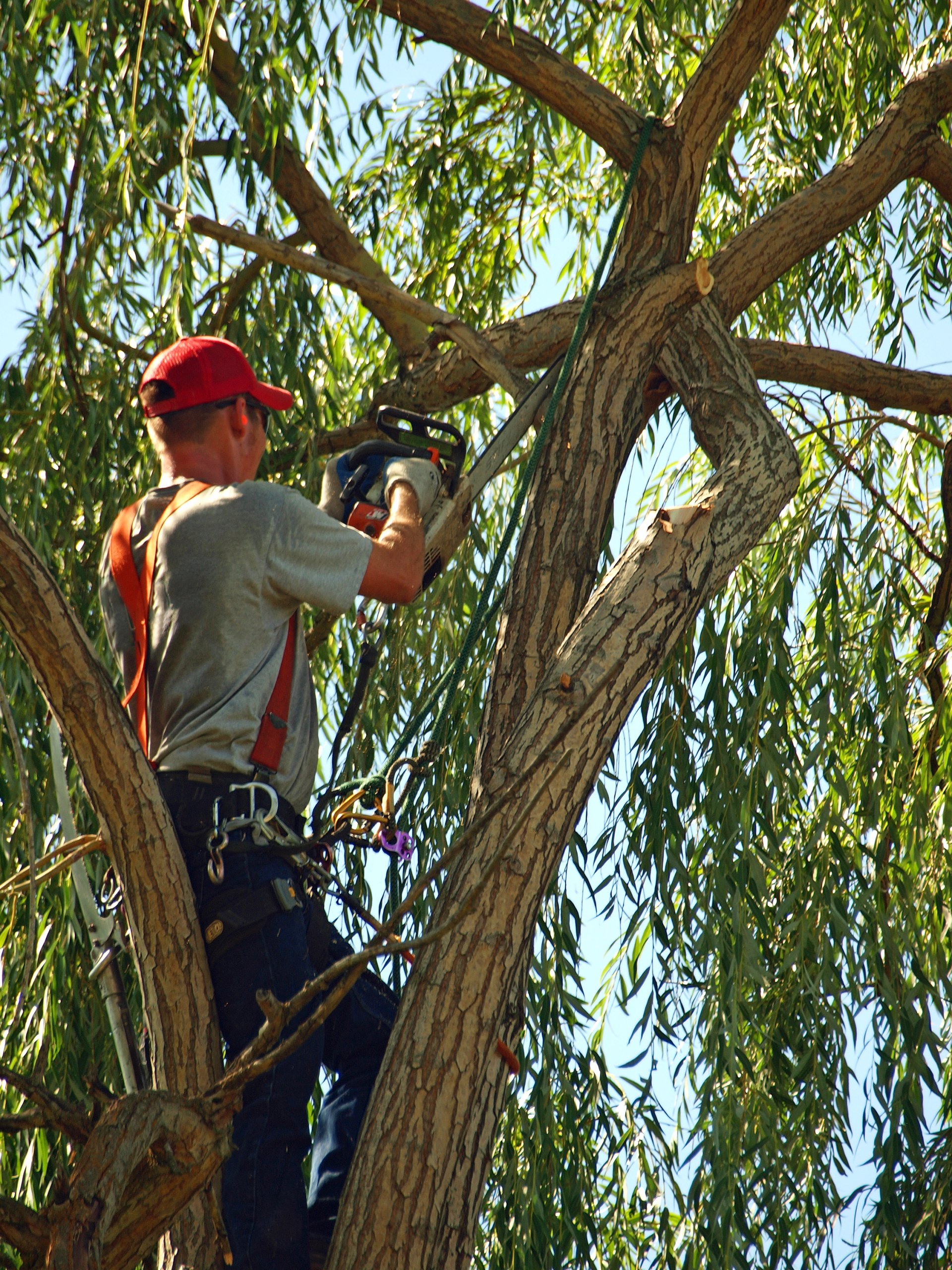 Boca Raton Tree Trimming | Tree Pruning | Tree Cutting