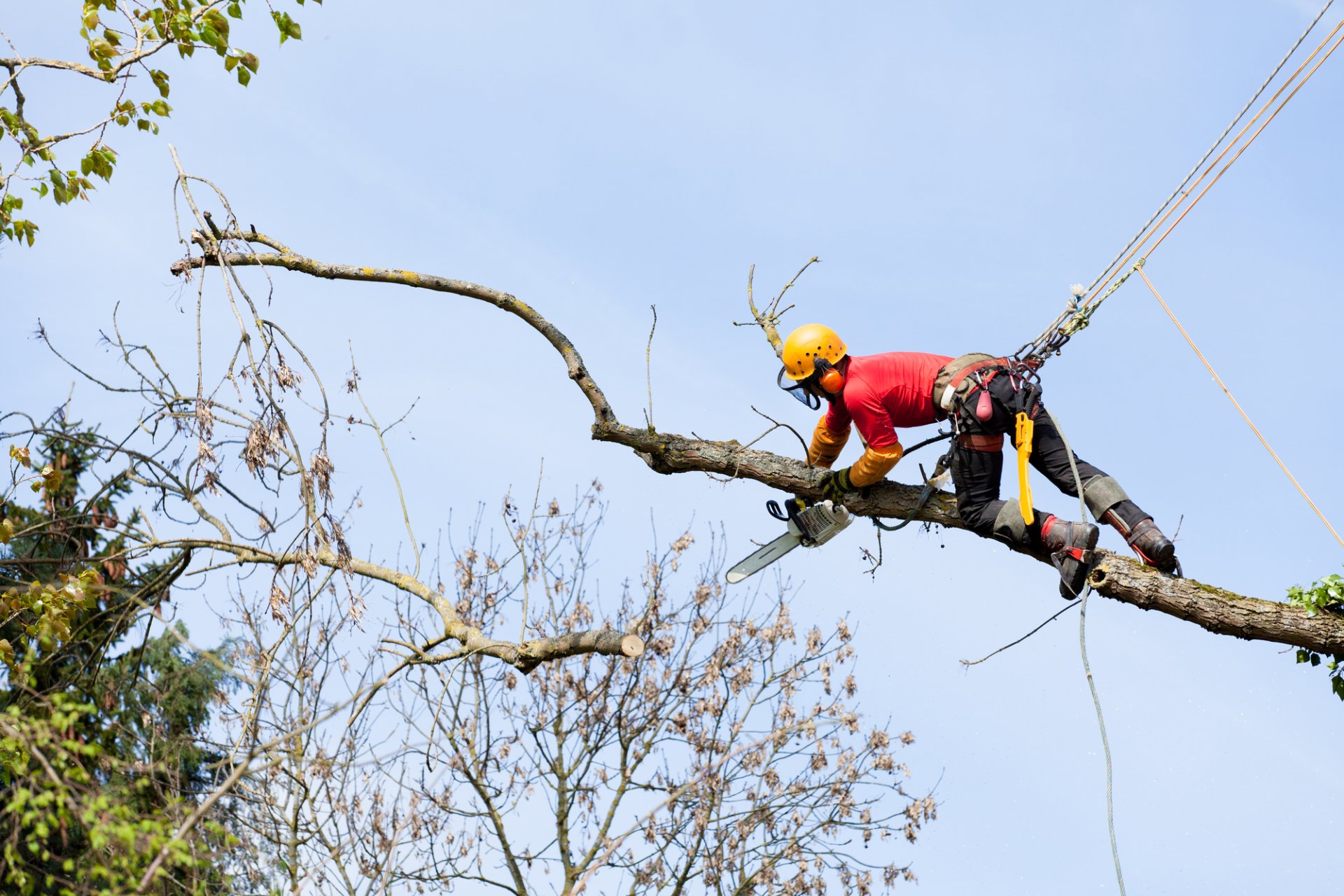 Tree Service Boca Raton | Tree Trimming | Tree Removal