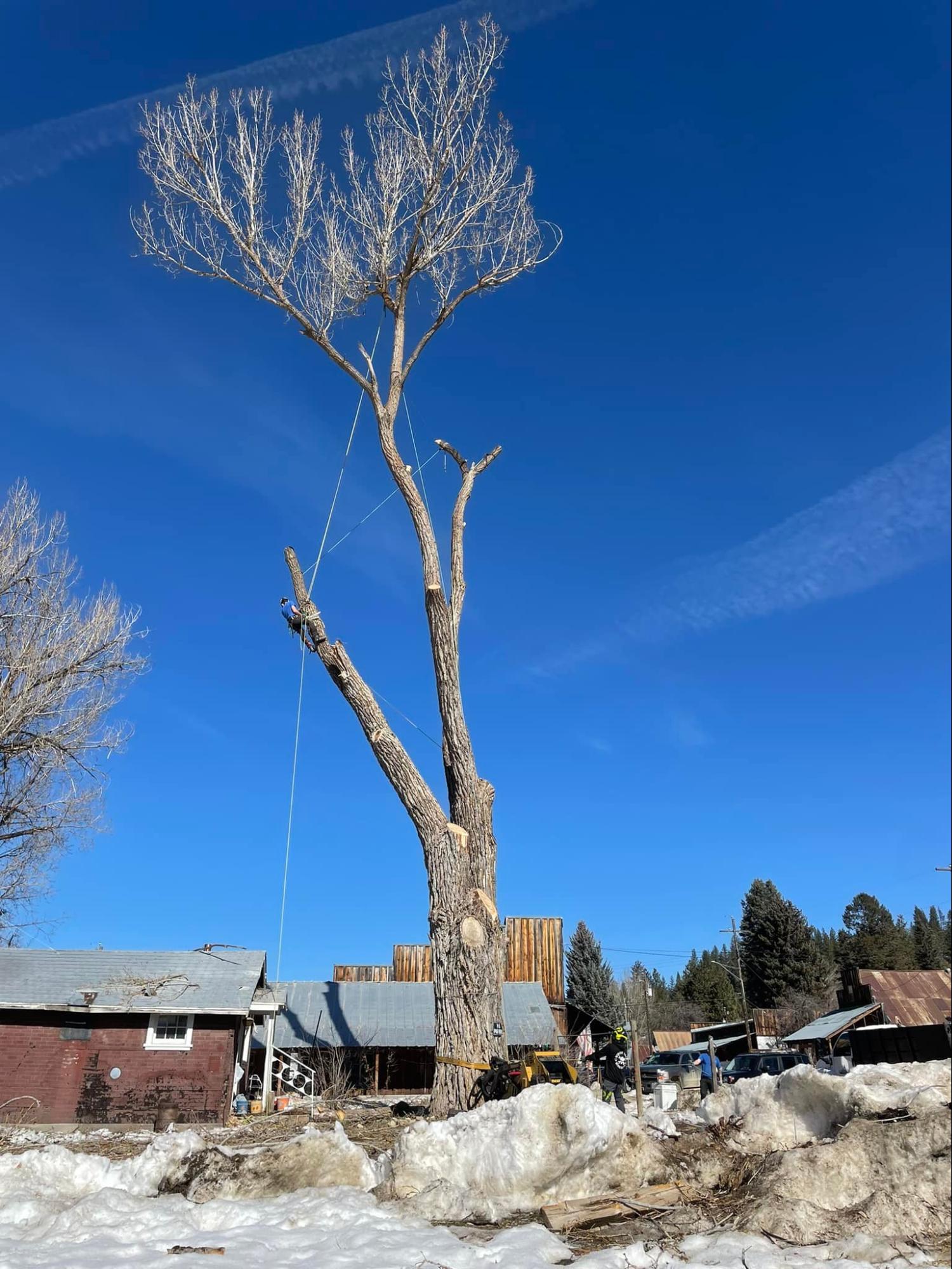 Sawtooth Tree Service - Tree Services, Stump Removal - Project Gallery