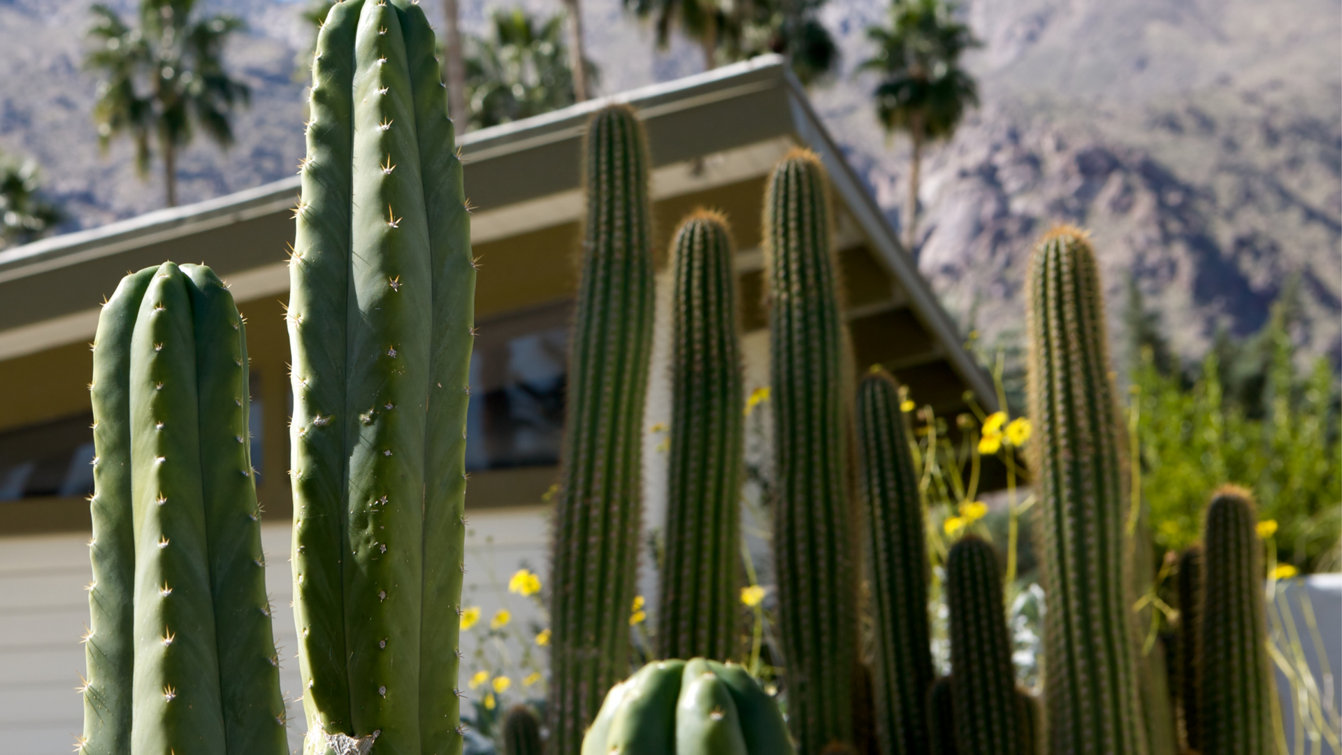 Borrego Springs Real Estate: A Desert Oasis