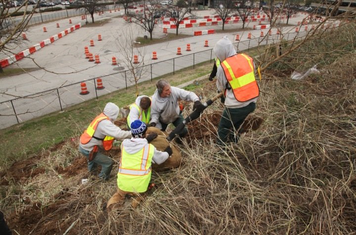 TreesLouisville KYTC