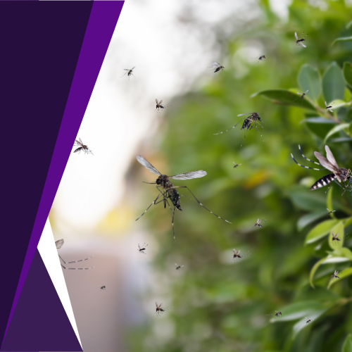 Pest Control Services | Delaware Valley