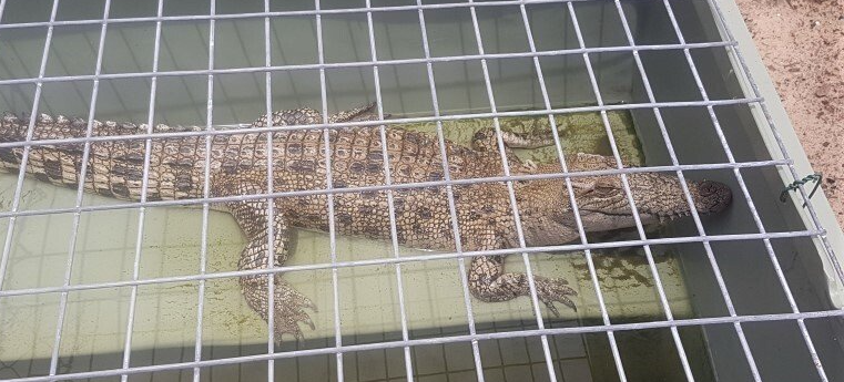 The Crocodile Conundrum: Where Science, Conservation and Commerce Intersect