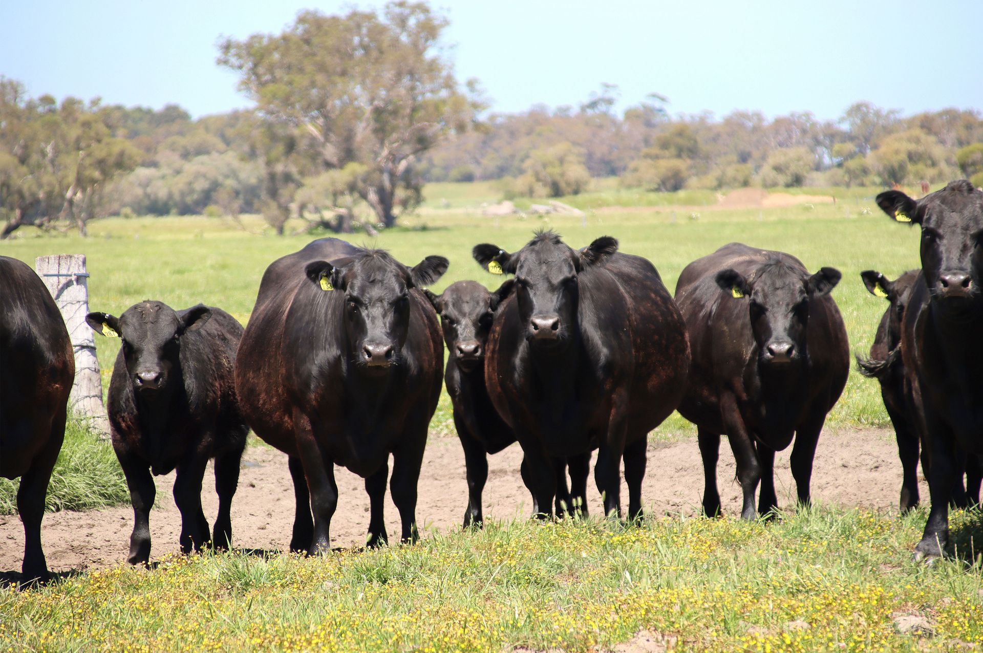 Shearwell is expanding