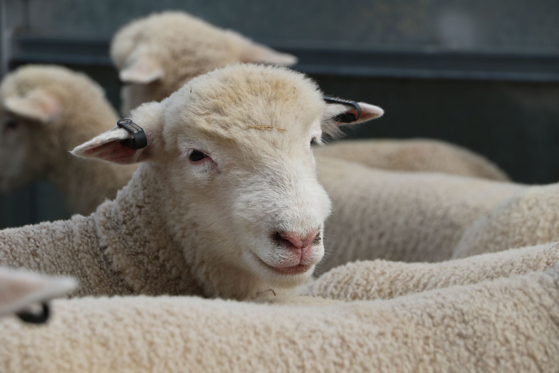 Shearwell is expanding