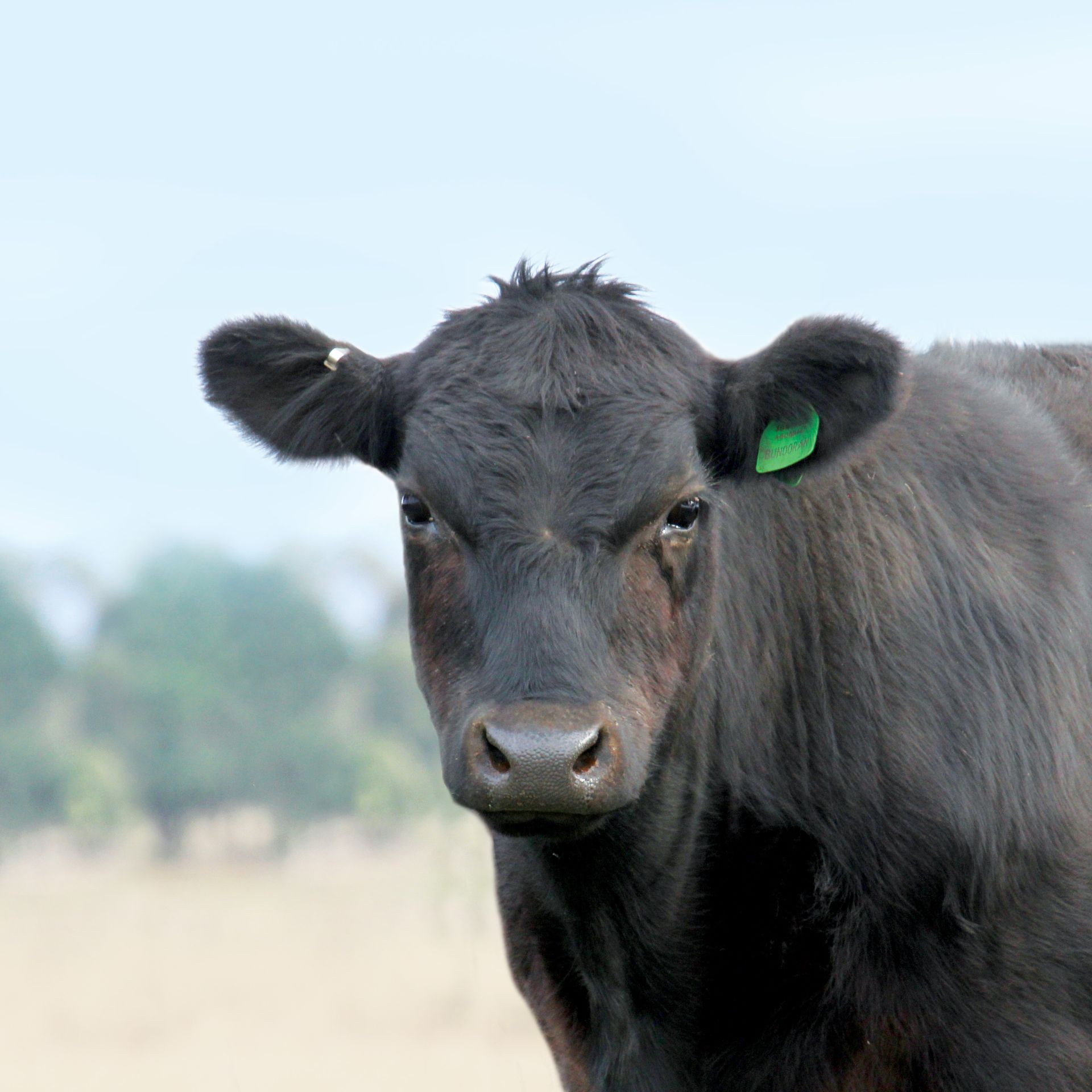 Shearwell is expanding